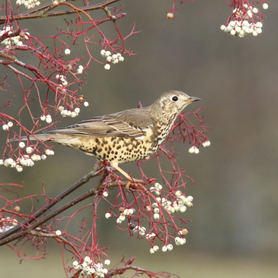 Mistle Thrush | BTO